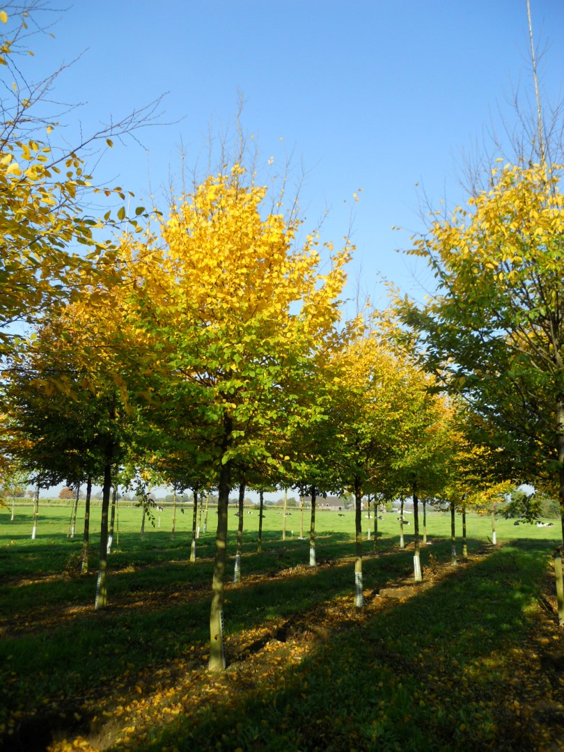 Carpinus betulus | Charme commun, Charme d'Europe - Van den Berk Pépinières