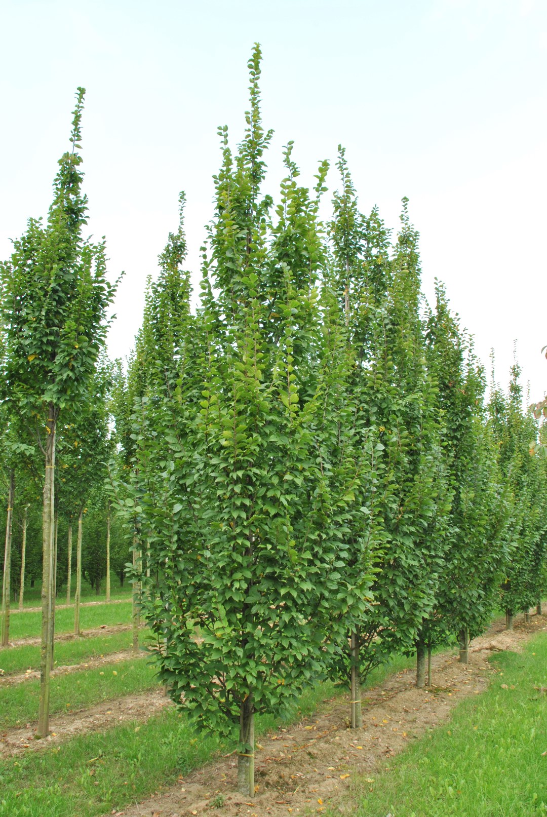 Carpinus betulus 'Lucas' | Carpinus betulus 'Lucas' - Van den Berk Pépinières