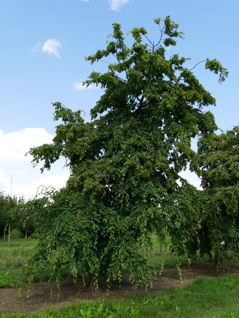 Carpinus betulus 'Pendula' | Charme pleureur - Van den Berk Pépinières