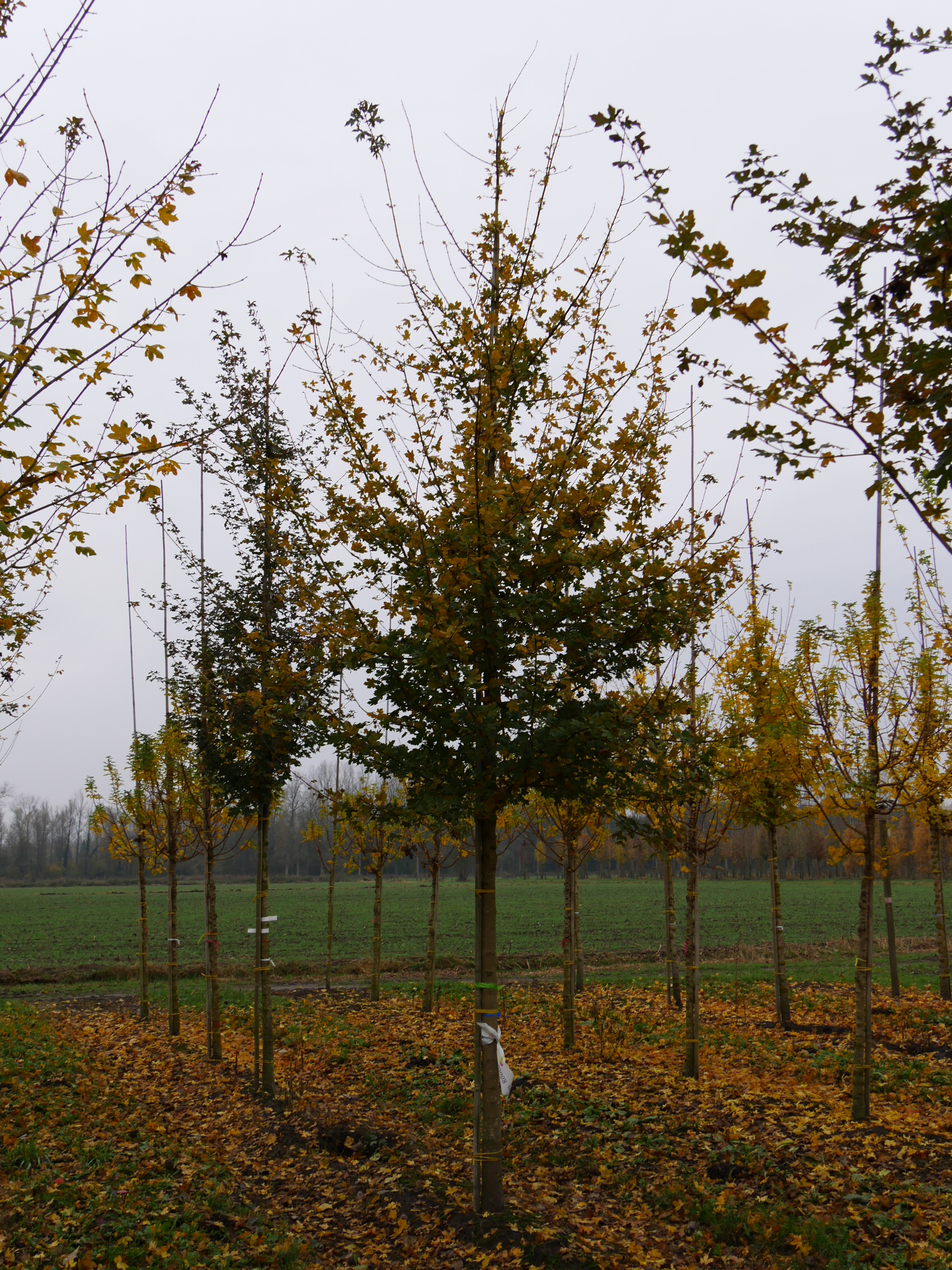 Acer campestre 'Red Shine' | Acer campestre 'Red Shine' - Van den Berk ...