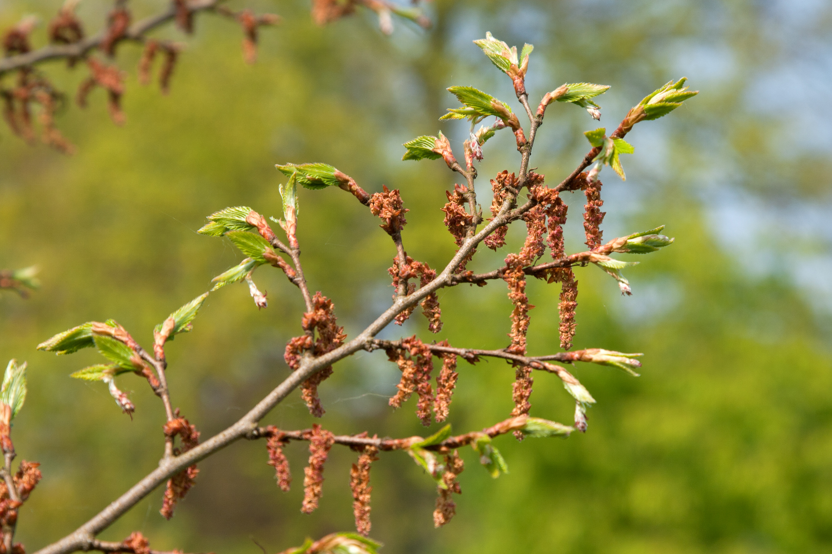 Carpinus coreana | Carpinus coreana - Van den Berk Pépinières