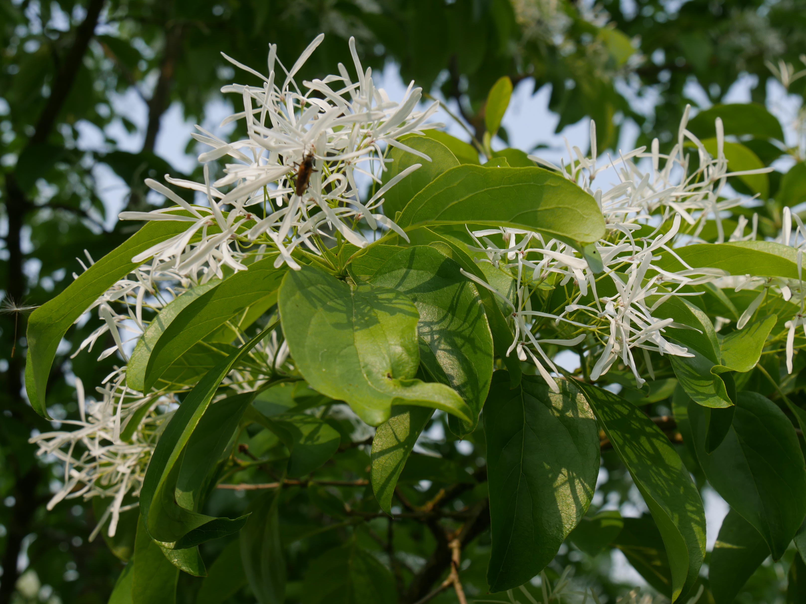 Chimonanthus praecox | Chimonanthus praecox - Van den Berk Pépinières