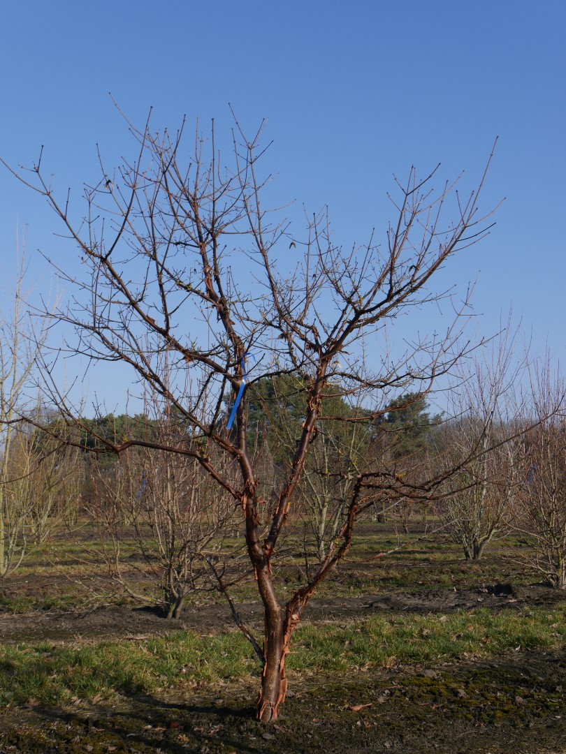 Acer griseum | Érable gris - Van den Berk Pépinières