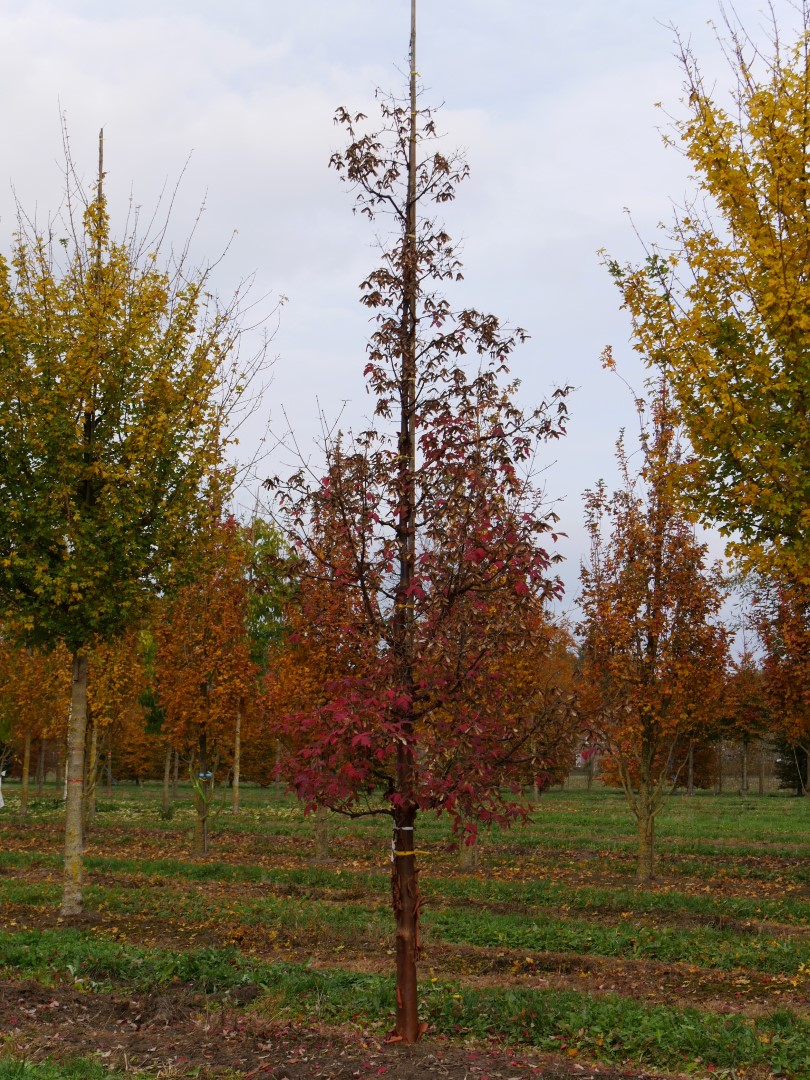 Acer griseum | Érable gris - Van den Berk Pépinières