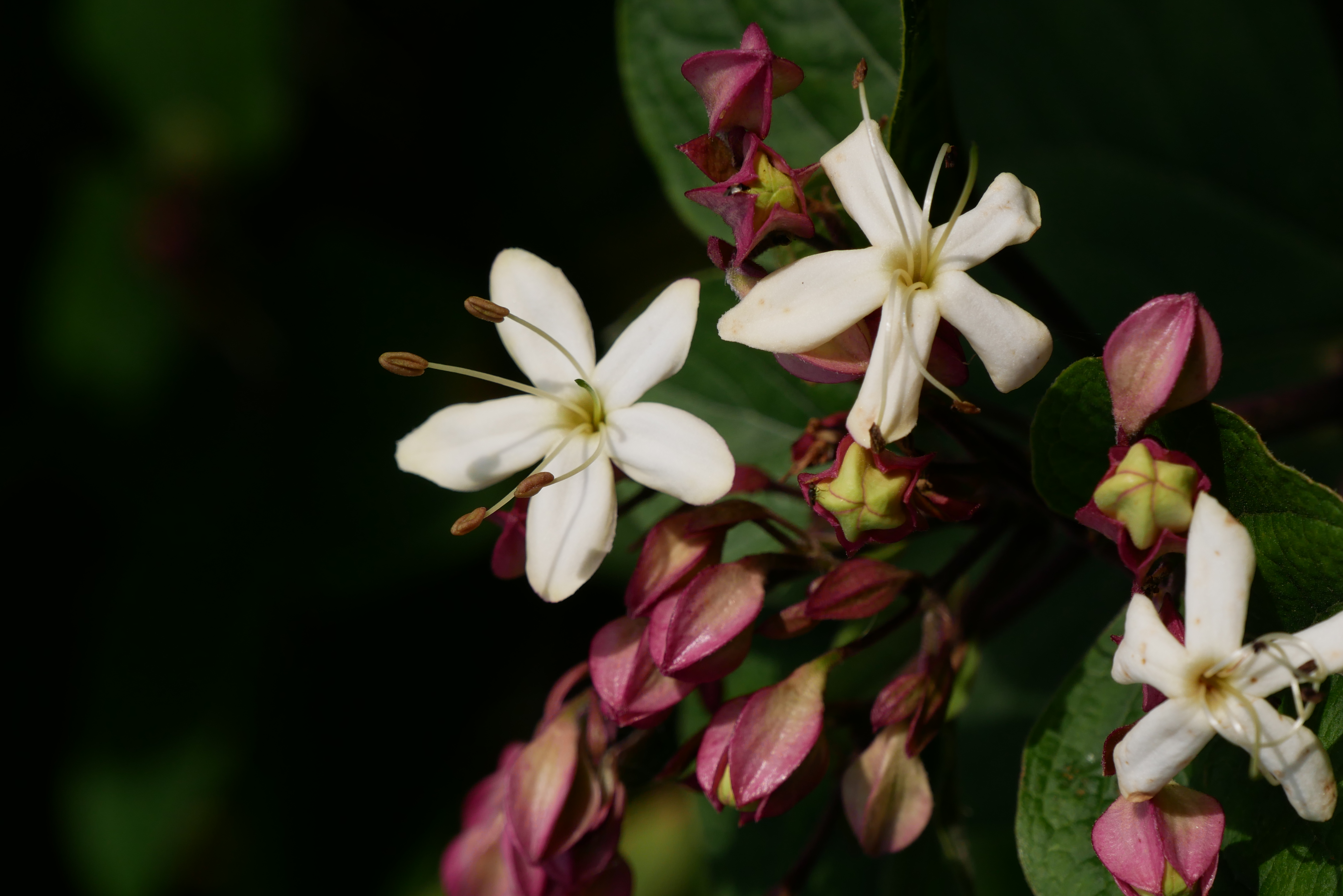 Clerodendrum trichotomum | Clérodendron - Van den Berk Pépinières