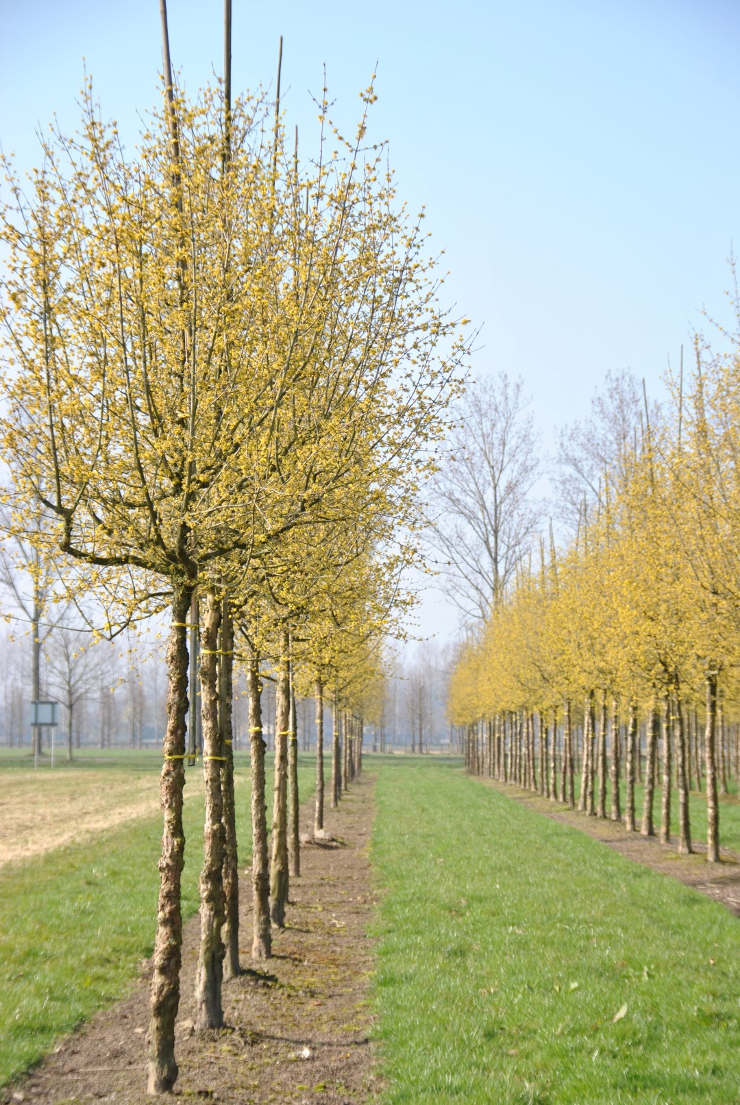 Cornus mas | Cornouiller jaune, Corbier - Van den Berk Pépinières