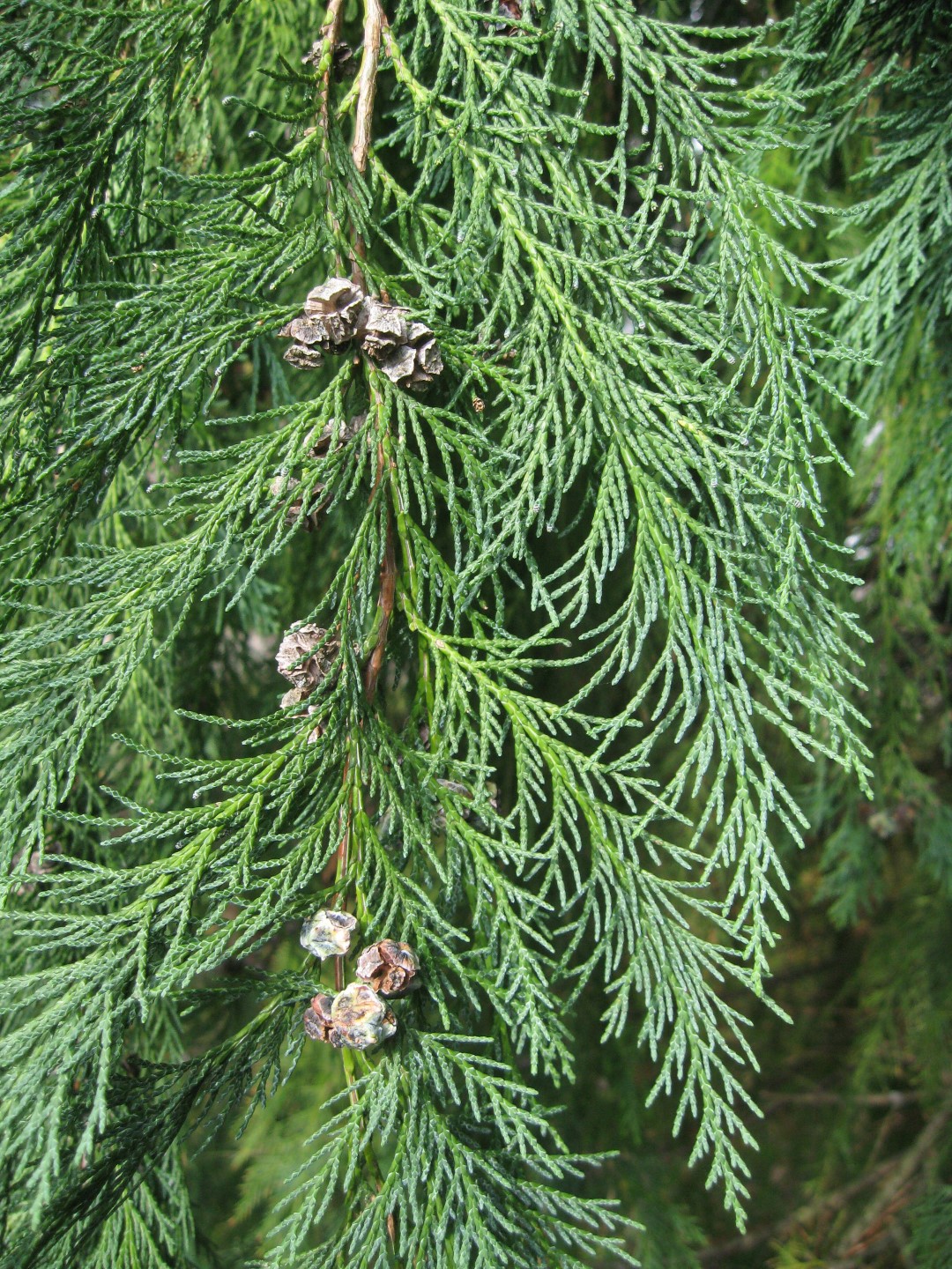 Chamaecyparis Lawsoniana Cypr s De Lawson Van Den Berk P pini res