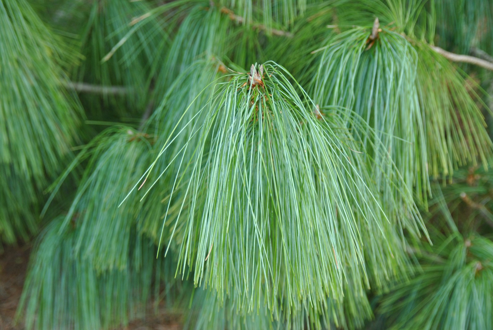 Pinus wallichiana | Pin de l'Himalaya - Van den Berk Pépinières