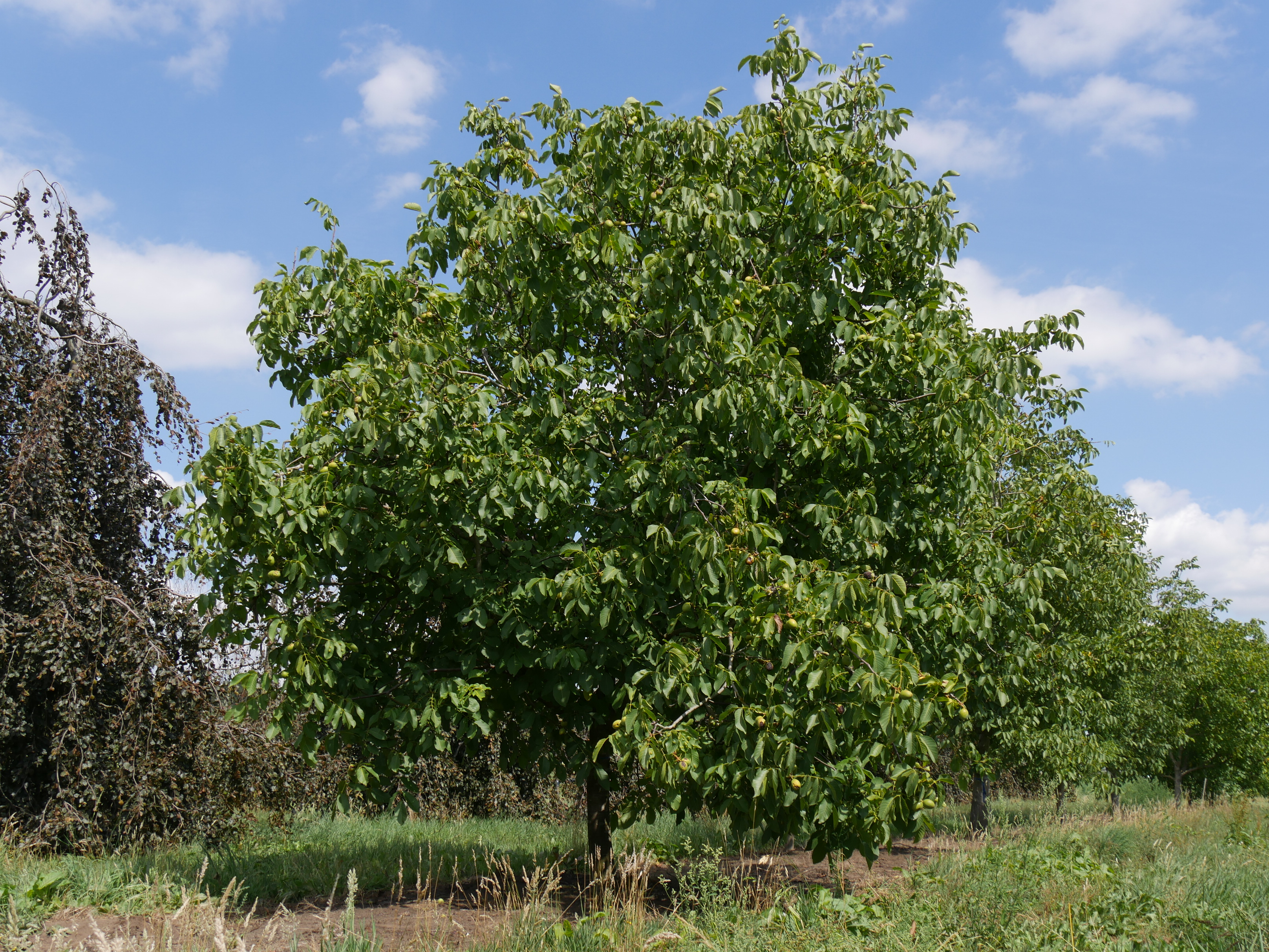 Juglans regia | Noyer commun, Noyer royal - Van den Berk Pépinières