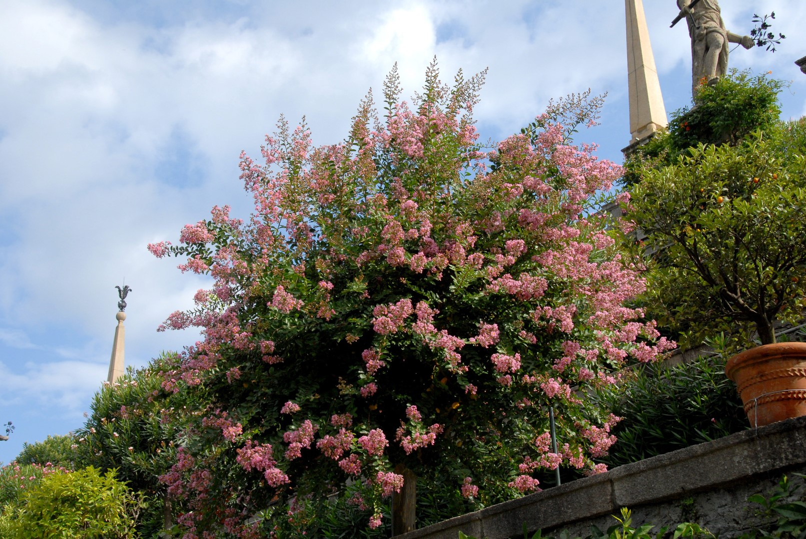 Lagerstroemia indica | Lagerstroemia indica - Van den Berk Pépinières