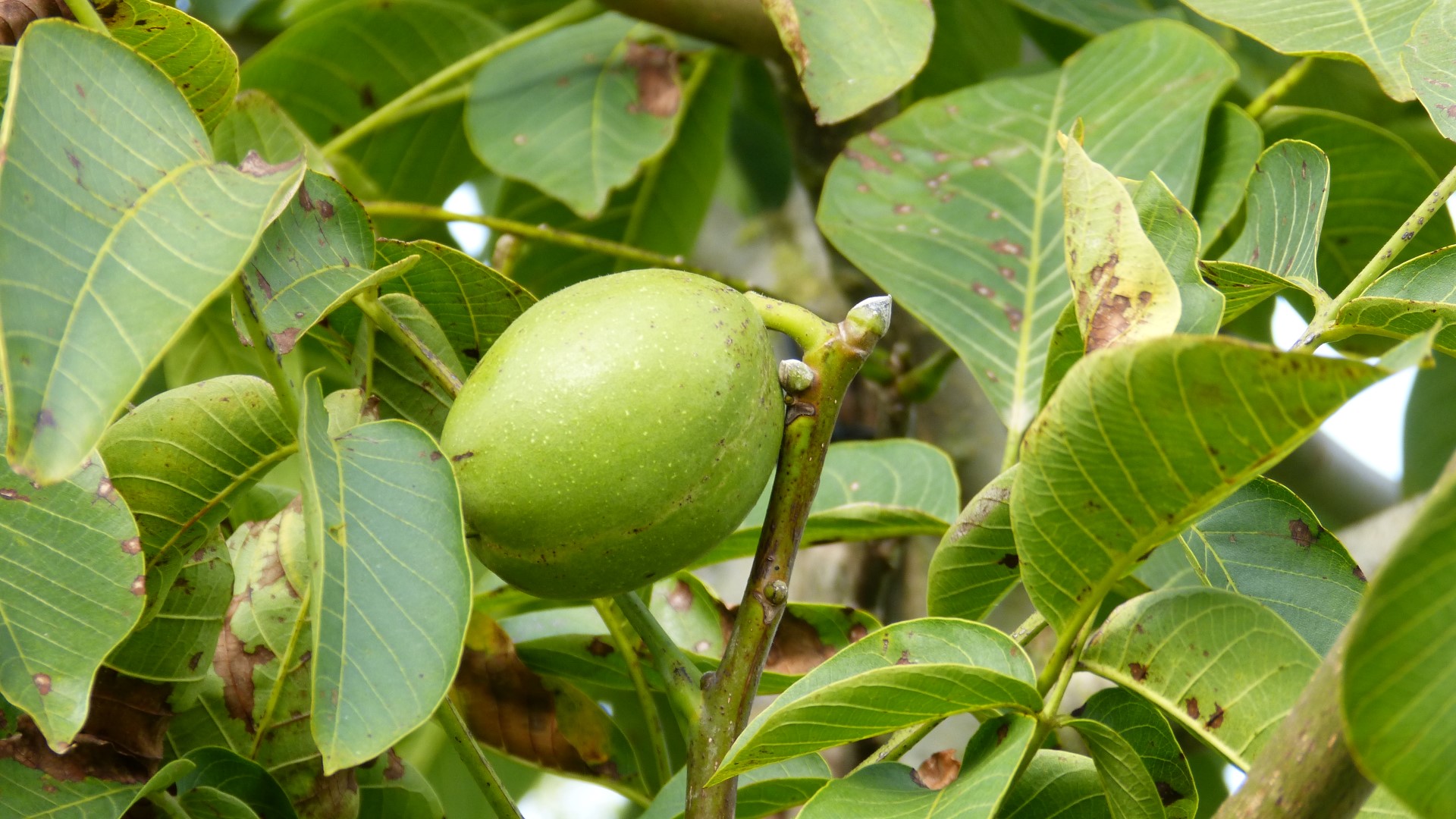 Juglans regia 'Franquette' | Juglans regia 'Franquette' - Van den Berk ...