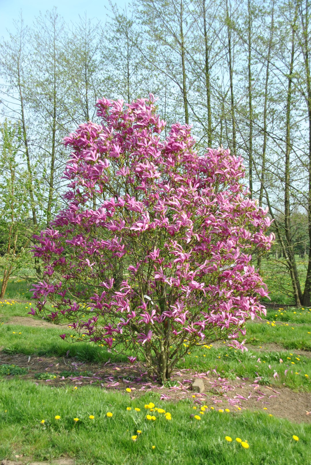 Magnolia 'Susan' | Magnolia 'Susan' - Van den Berk Pépinières