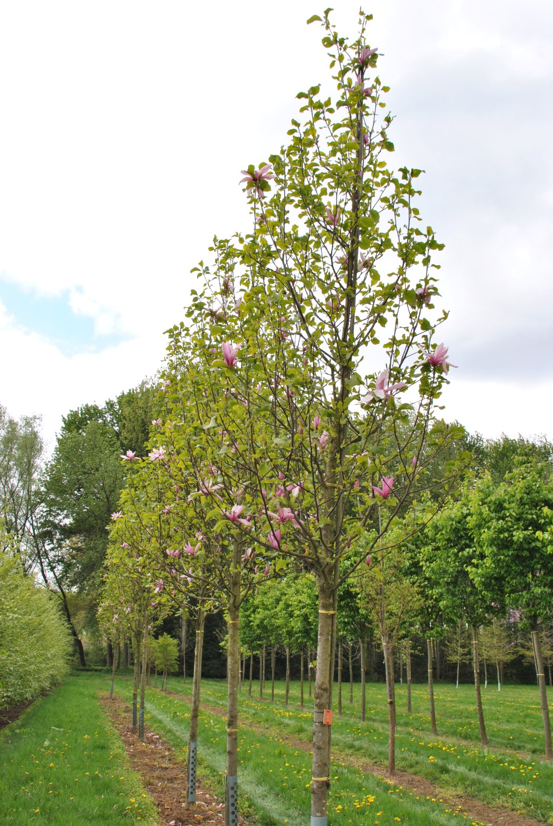 Magnolia 'Susan' | Magnolia 'Susan' - Van den Berk Pépinières