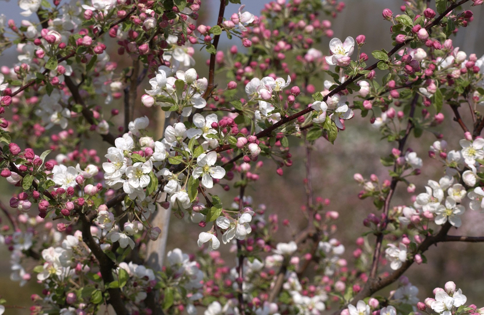 Malus 'Evereste' | Malus 'Evereste' - Van den Berk Pépinières