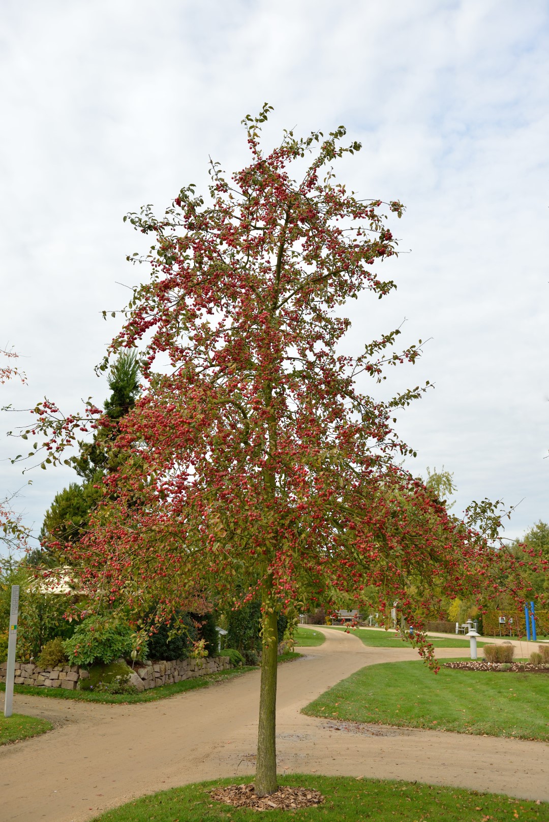 Malus 'Red Sentinel' | Malus 'Red Sentinel' - Van den Berk Pépinières