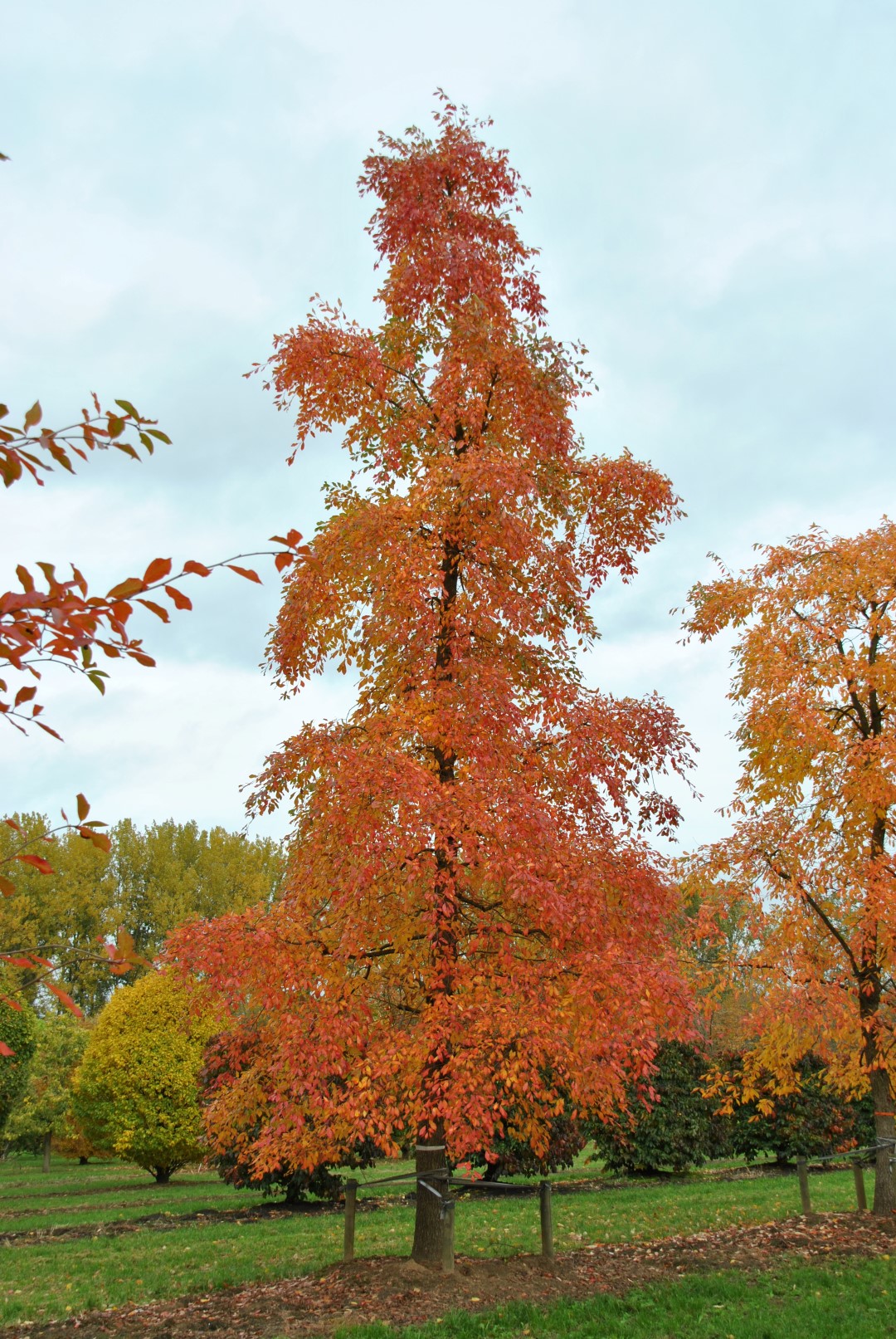 Nyssa sylvatica | Tupélo noir - Van den Berk Pépinières