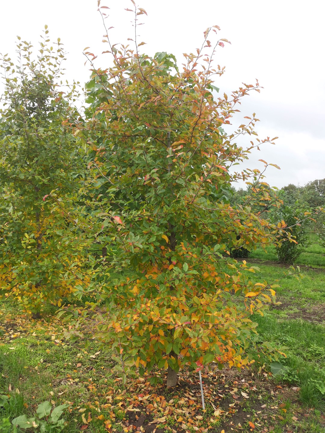 Nyssa sylvatica | Tupélo noir - Van den Berk Pépinières