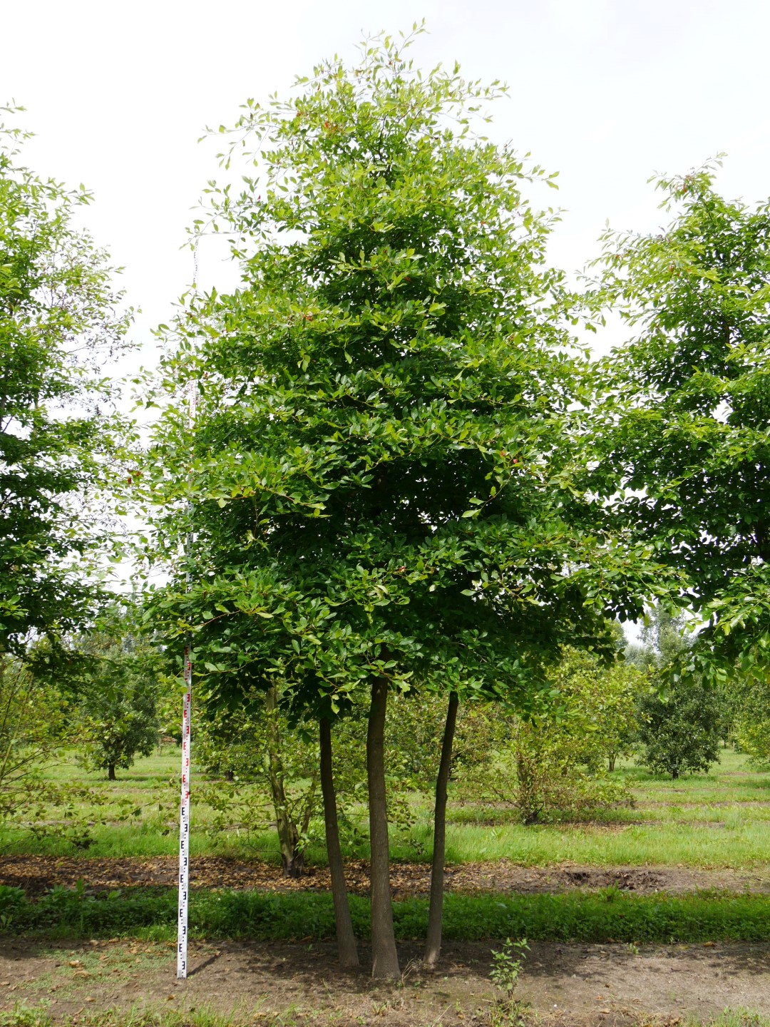 Nyssa sylvatica | Tupélo noir - Van den Berk Pépinières