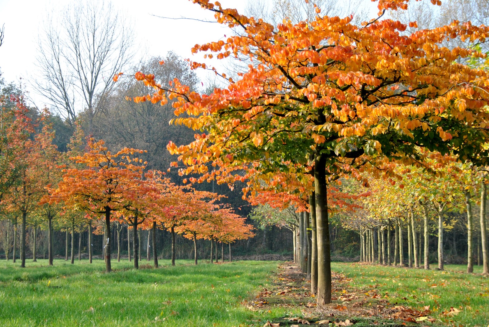 Parrotia persica | Parrotia de Perse, Bois de fer, Arbre de fer de ...