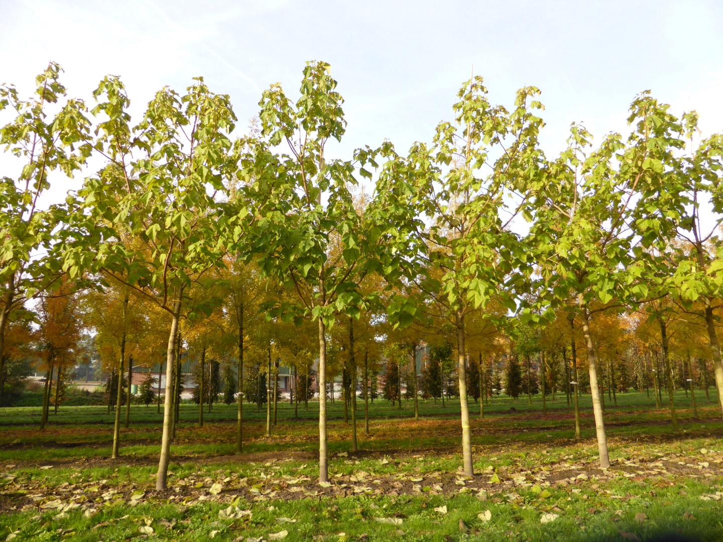 Paulownia tomentosa | Paulownia impérial - Van den Berk Pépinières