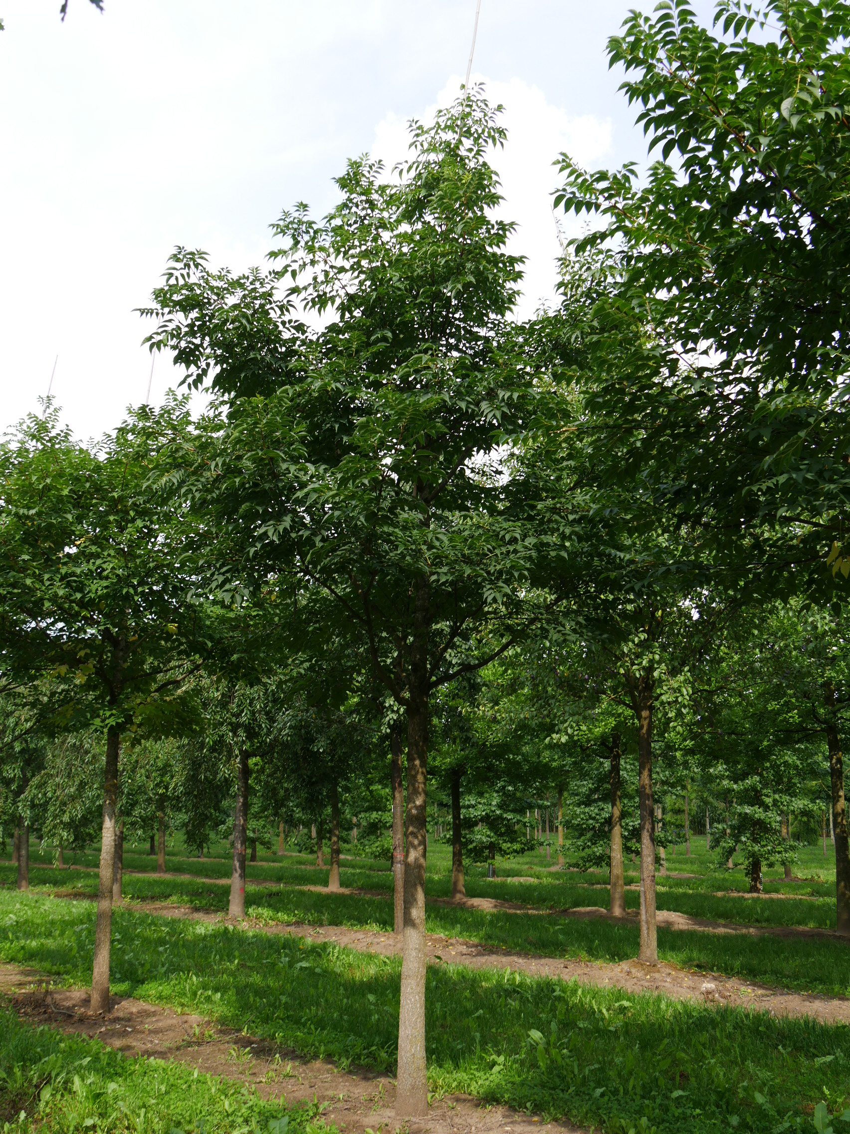 Phellodendron amurense | Phellondendron de l'amour, Arbre liège de ...