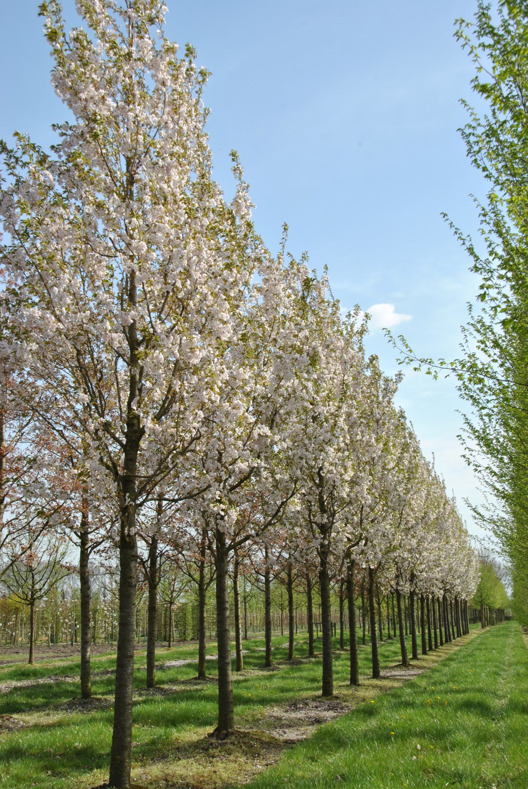 Prunus serrulata 'Sunset Boulevard' | Prunus serrulata 'Sunset ...