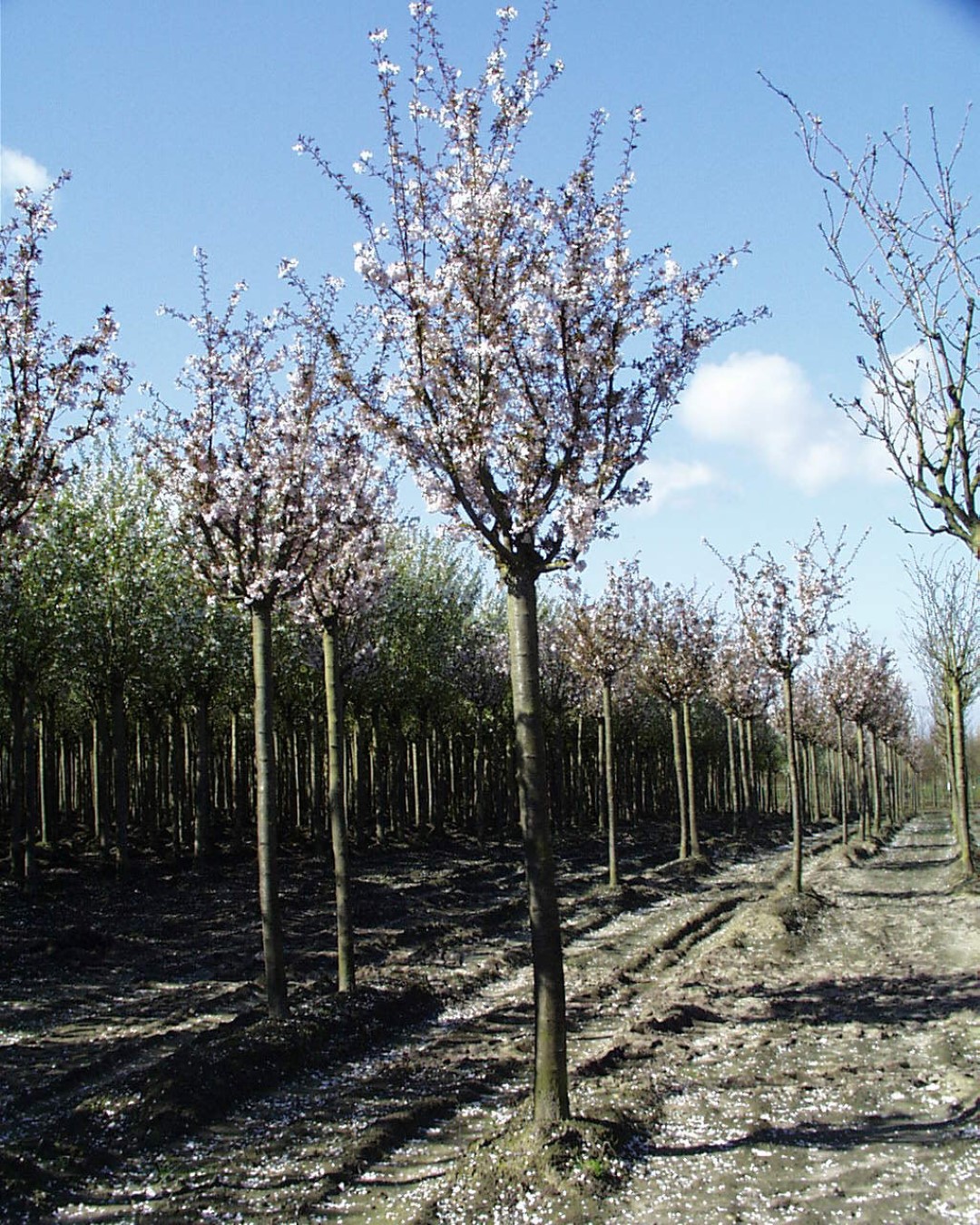 Prunus 'Pandora' | Prunus 'Pandora' - Van den Berk Pépinières