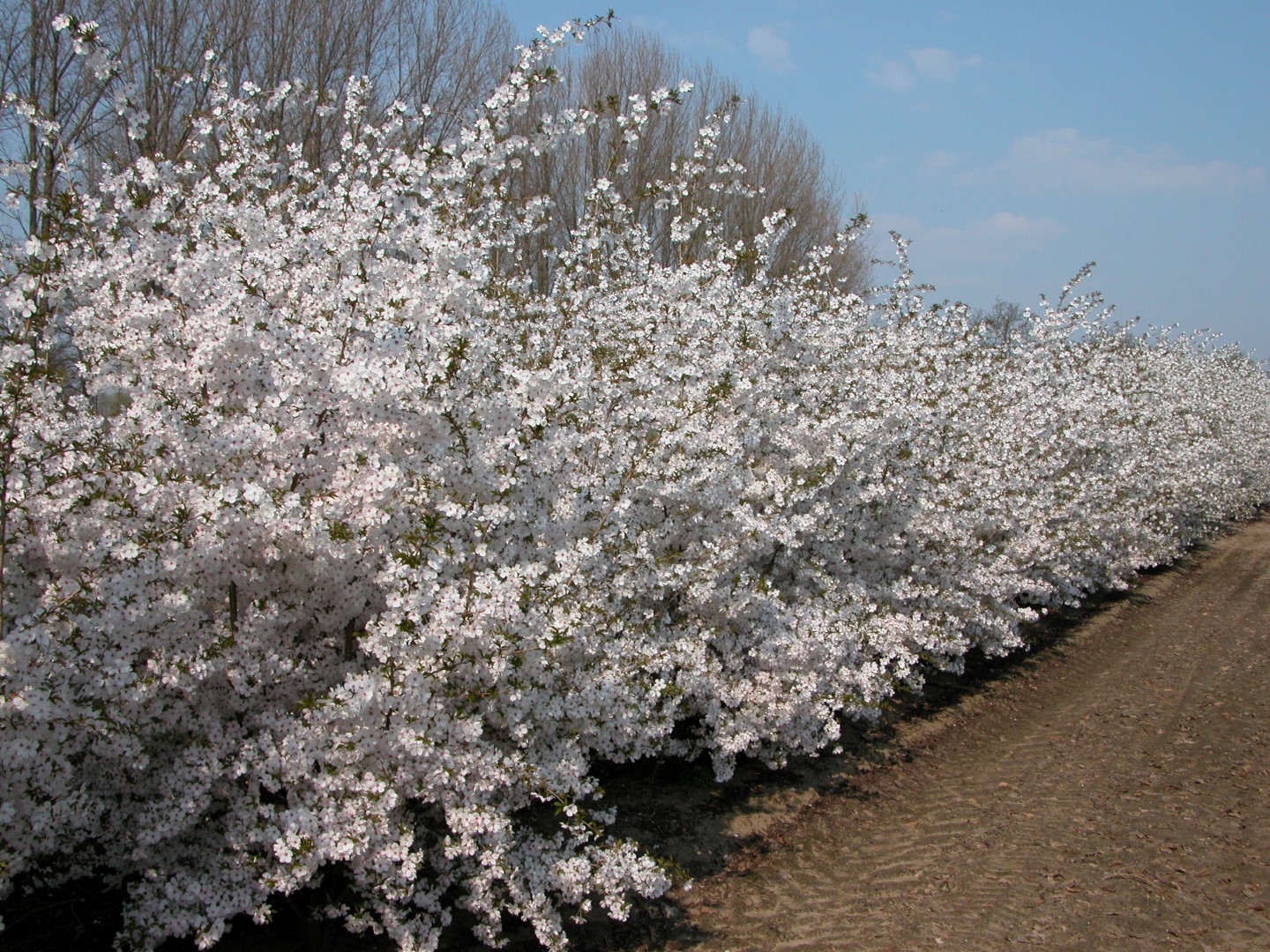 Prunus 'The Bride' | Prunus 'The Bride' - Van den Berk Pépinières