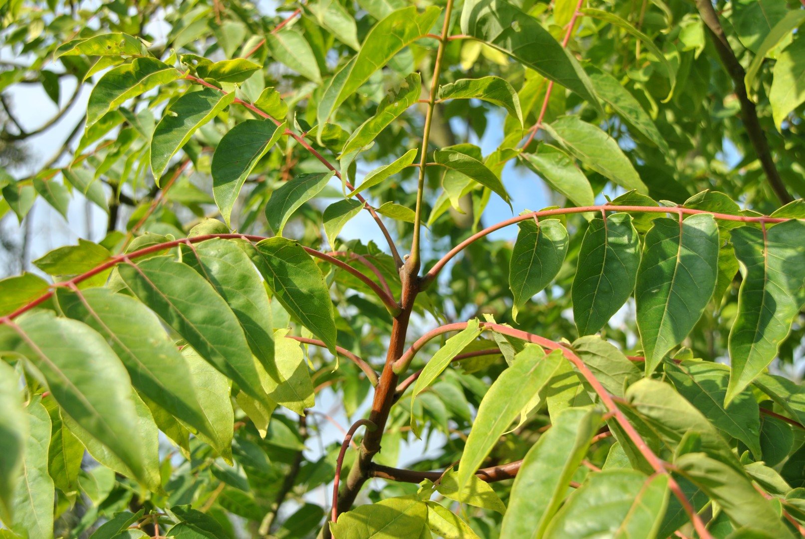 Ailanthus altissima | Ailante glanduleux - Van den Berk Pépinières