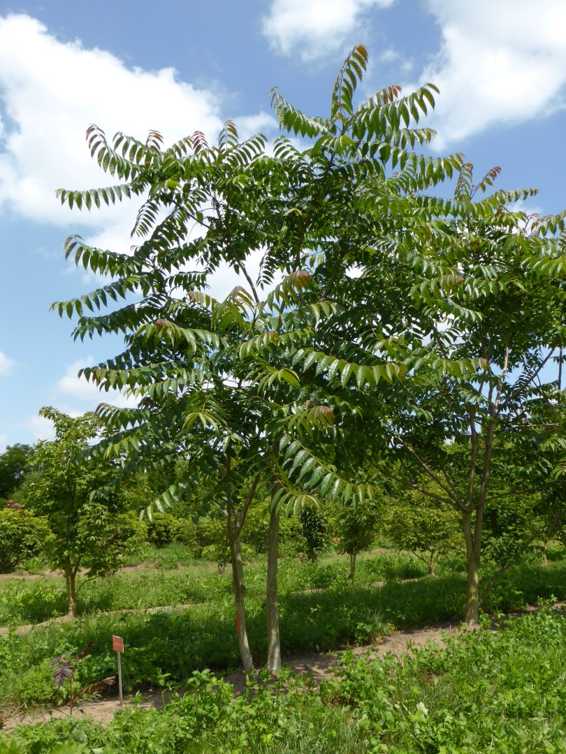 Ailanthus altissima | Ailante glanduleux - Van den Berk Pépinières