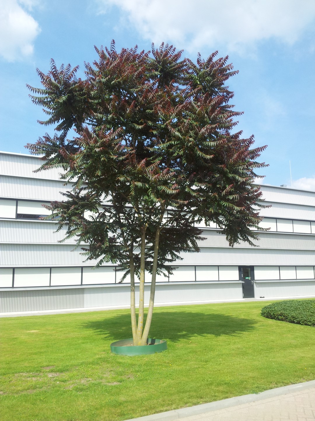 Ailanthus altissima 'Sangiovese' | Acacia de Constantinople - Van den ...