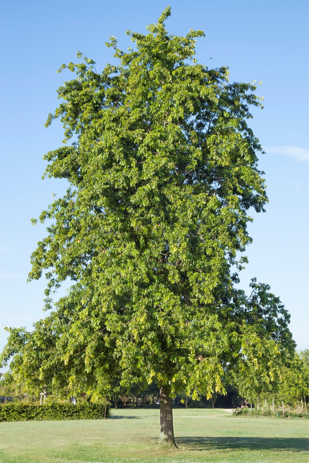 Quercus coccinea | Chêne écarlate, Chêne cocciné - Van den Berk Pépinières