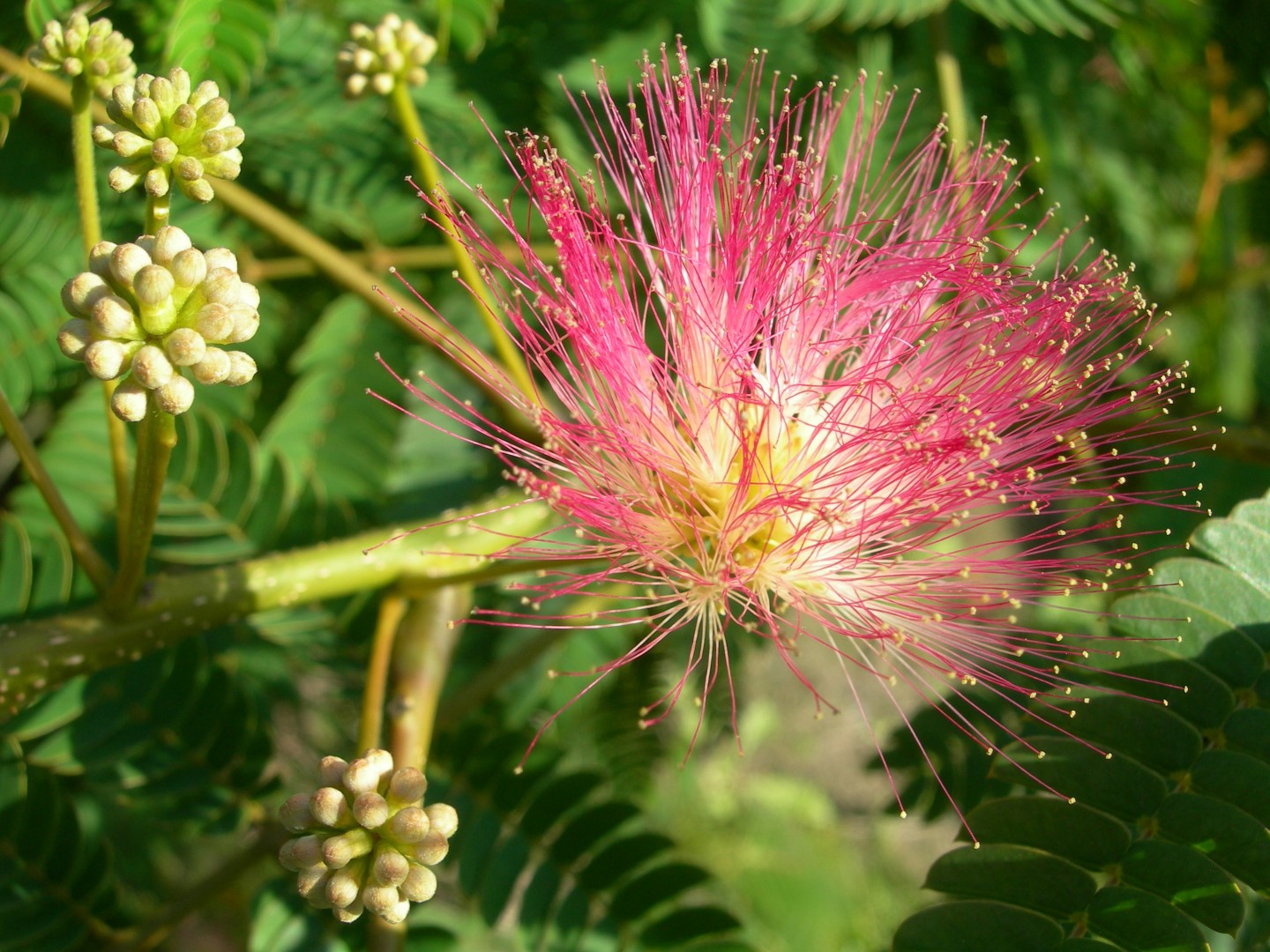 Albizia Julibrissin Albizia Julibrissin Van Den Berk P pini res Albizia Julibrissin Albizia Julibrissin Van Den Berk P pini res