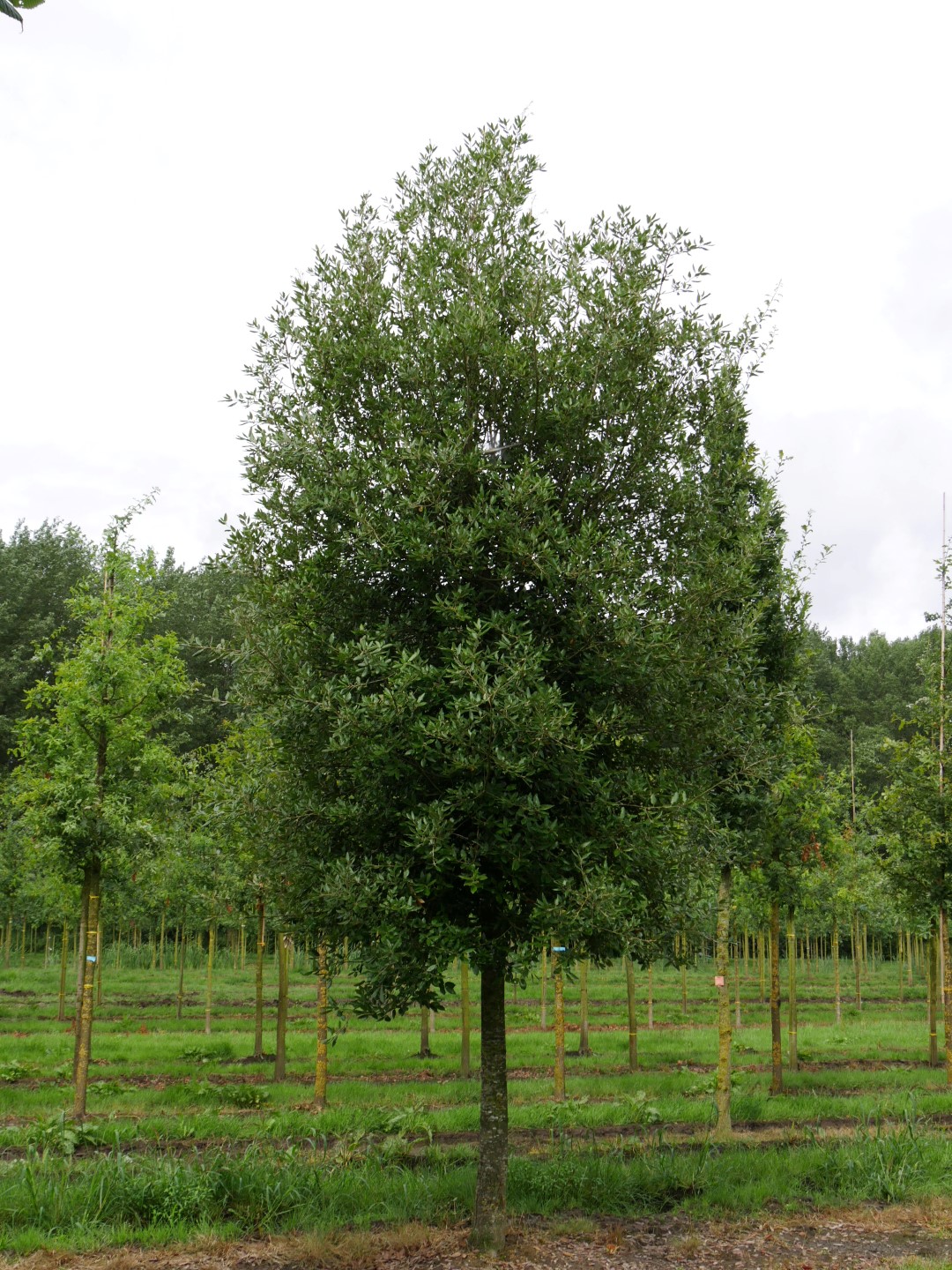 Quercus Ilex Ppinires Croux