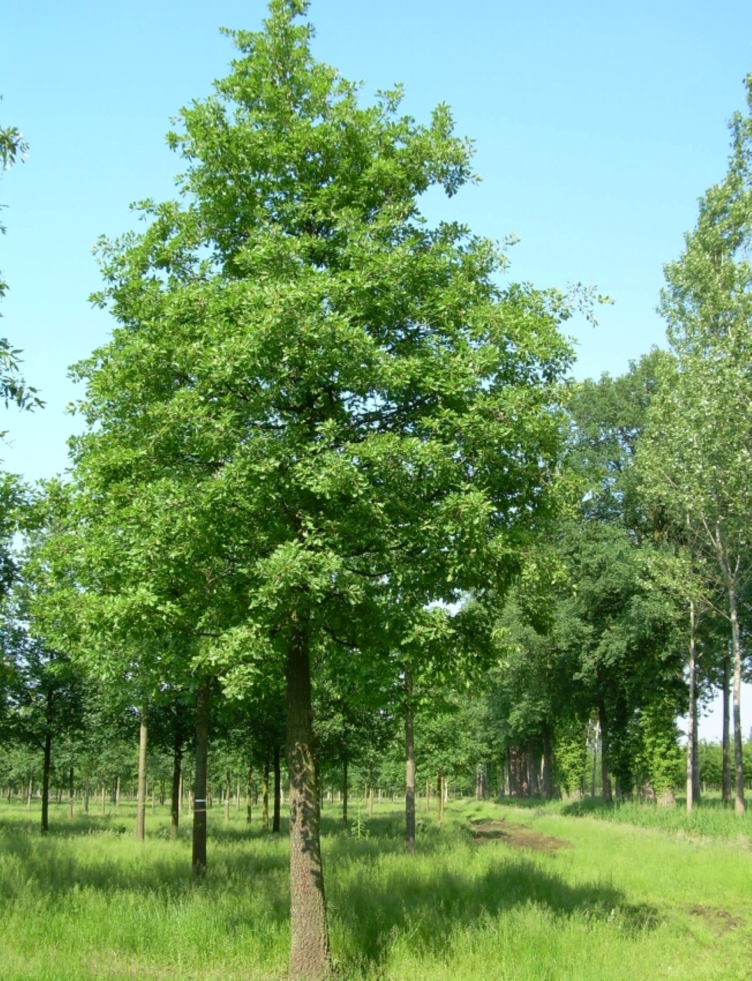 Quercus pubescens | Chêne pubescent - Van den Berk Pépinières