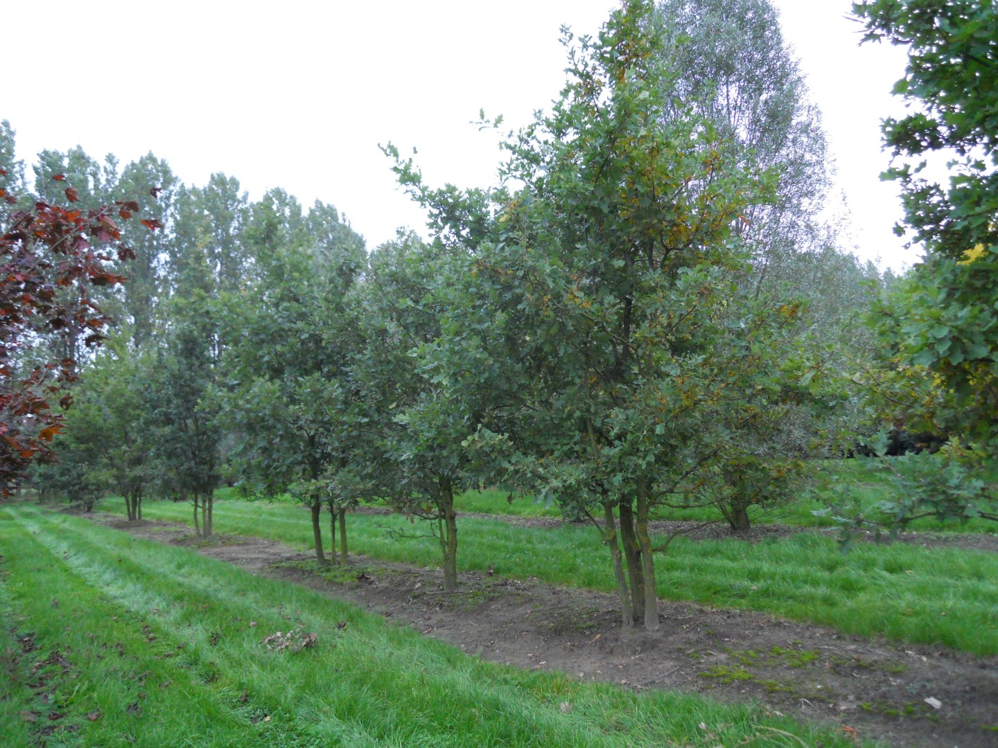Quercus robur | Chêne pédonculé, Chêne commun, Chêne d'Angleterre - Van ...