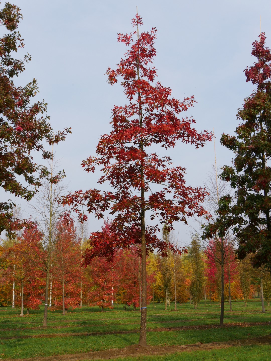 Quercus rubra | Chêne rouge d'Amérique - Van den Berk Pépinières