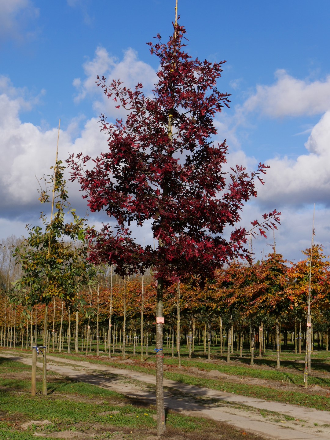 Quercus rubra | Chêne rouge d'Amérique - Van den Berk Pépinières
