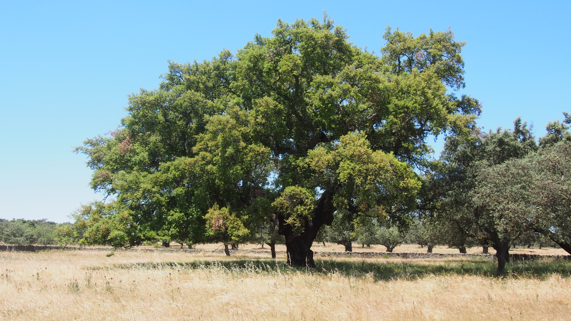 Quercus suber | Chêne liège, Corcier, Sûrier - Van den Berk Pépinières