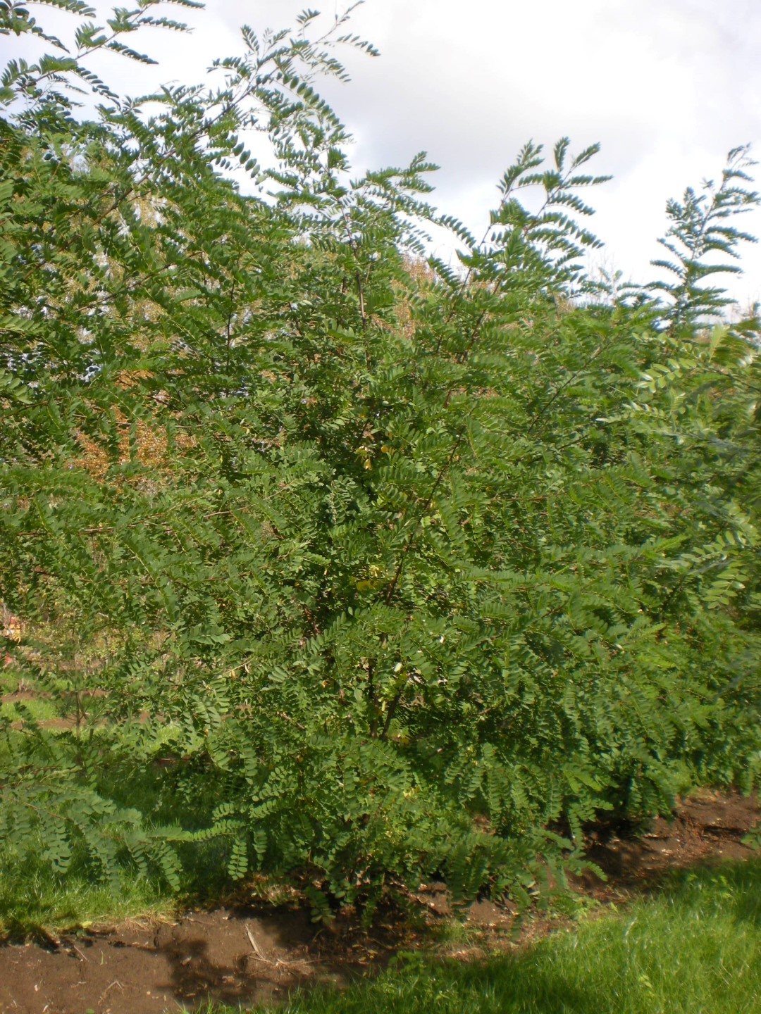 Robinia pseudoacacia | Acacia commun, Robinier, Faux-Acacia - Van den ...