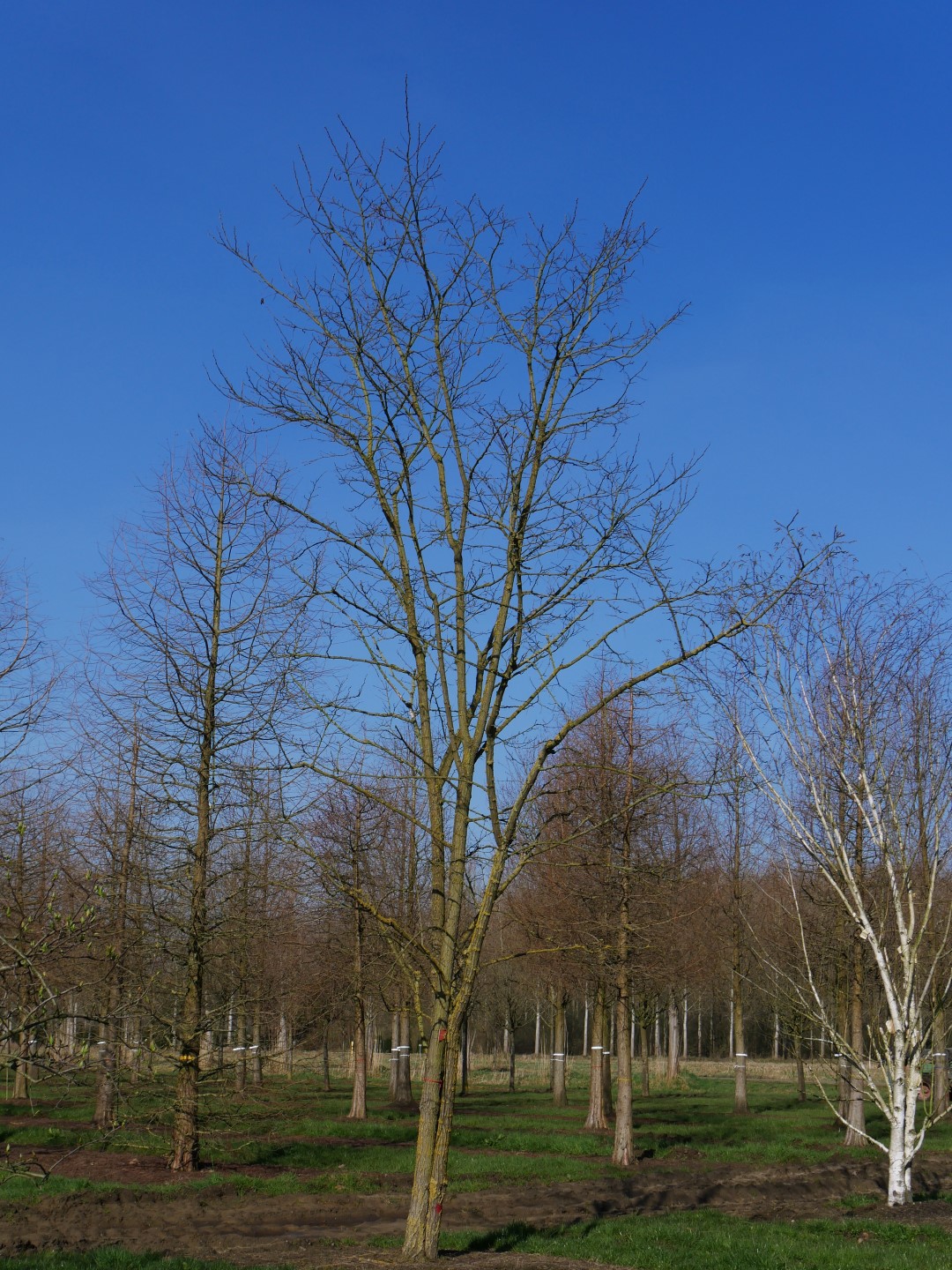 Robinia pseudoacacia | Acacia commun, Robinier, Faux-Acacia - Van den ...