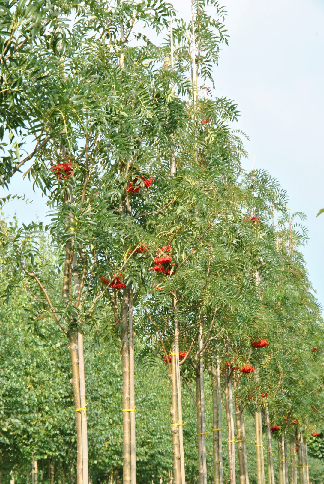 Sorbus 'Dodong' | Sorbus 'Dodong' - Van den Berk Pépinières