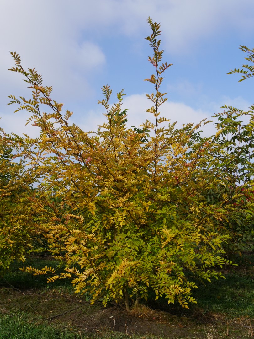 Zanthoxylum simulans | Poivrier du Sichuan, Clavalier - Van den Berk ...