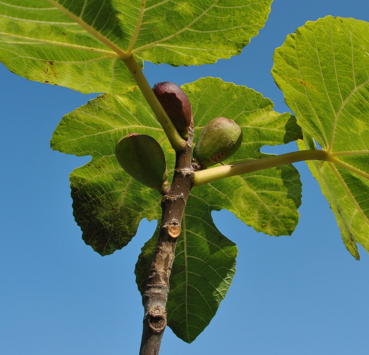 Ficus carica | Figuier - Van den Berk Pépinières