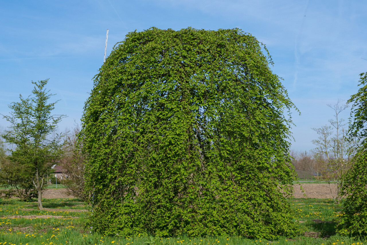 Carpinus betulus 'Pendula' | Charme pleureur - Van den Berk Pépinières