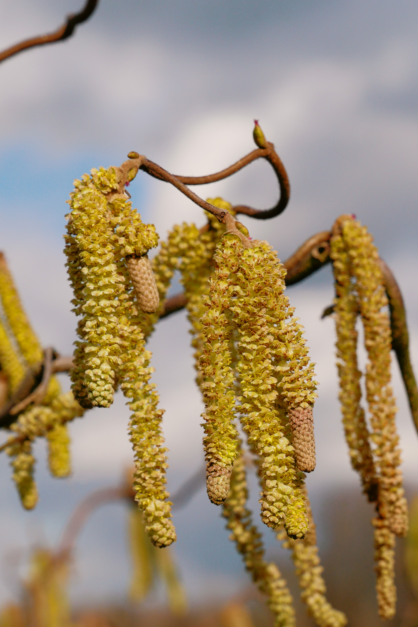 Corylus avellana | Coudrier, Noisetier commun - Van den Berk Pépinières