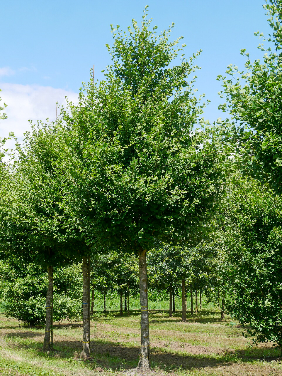 Ginkgo biloba FASTIGIATA BLAGON ('Blagon') | Ginkgo biloba FASTIGIATA ...