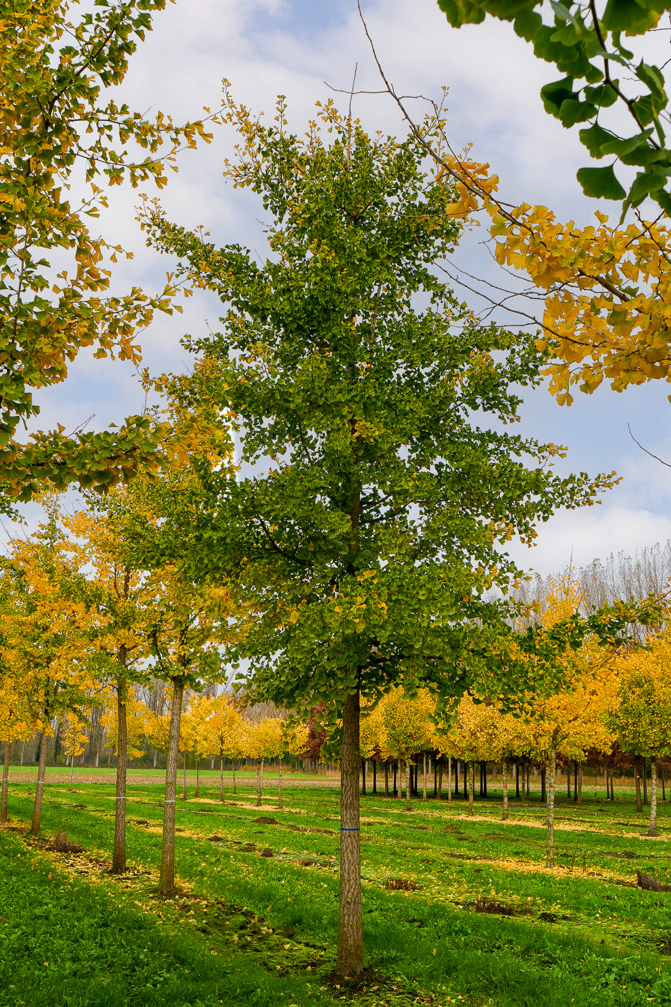 Ginkgo biloba | Arbre aux quarante écus - Van den Berk Pépinières