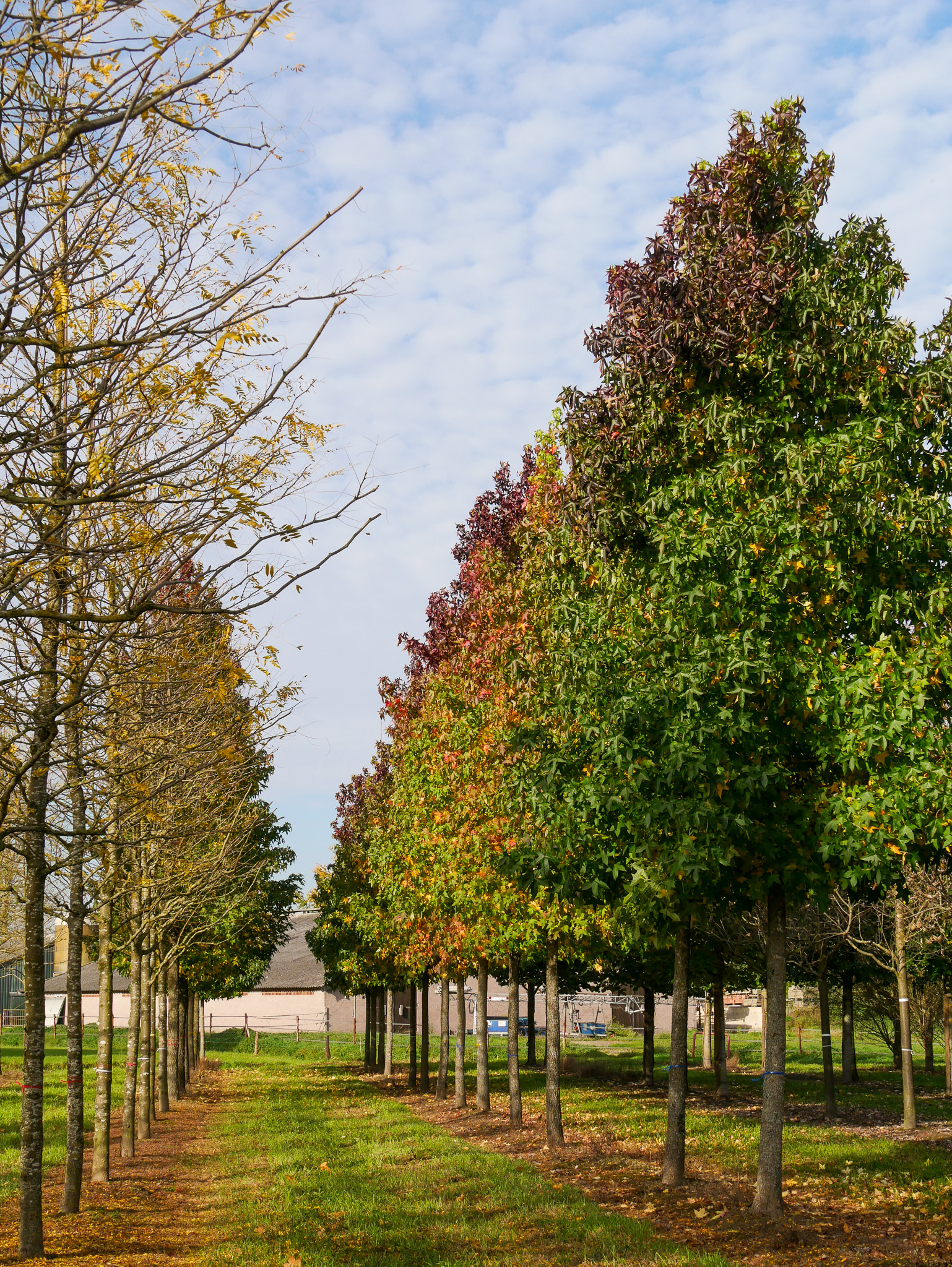 Liquidambar styraciflua | Copalme d'Amérique - Van den Berk Pépinières