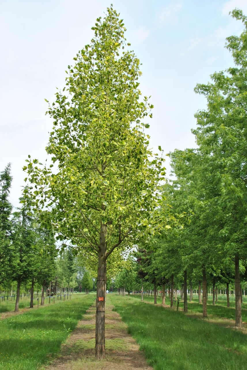 Liriodendron tulipifera 'Aureomarginatum' | Liriodendron tulipifera ...